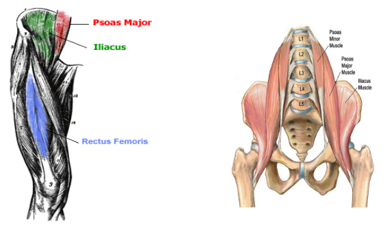 5 Hip Flexor Stretches! 5 Hip Flexor Stretches!